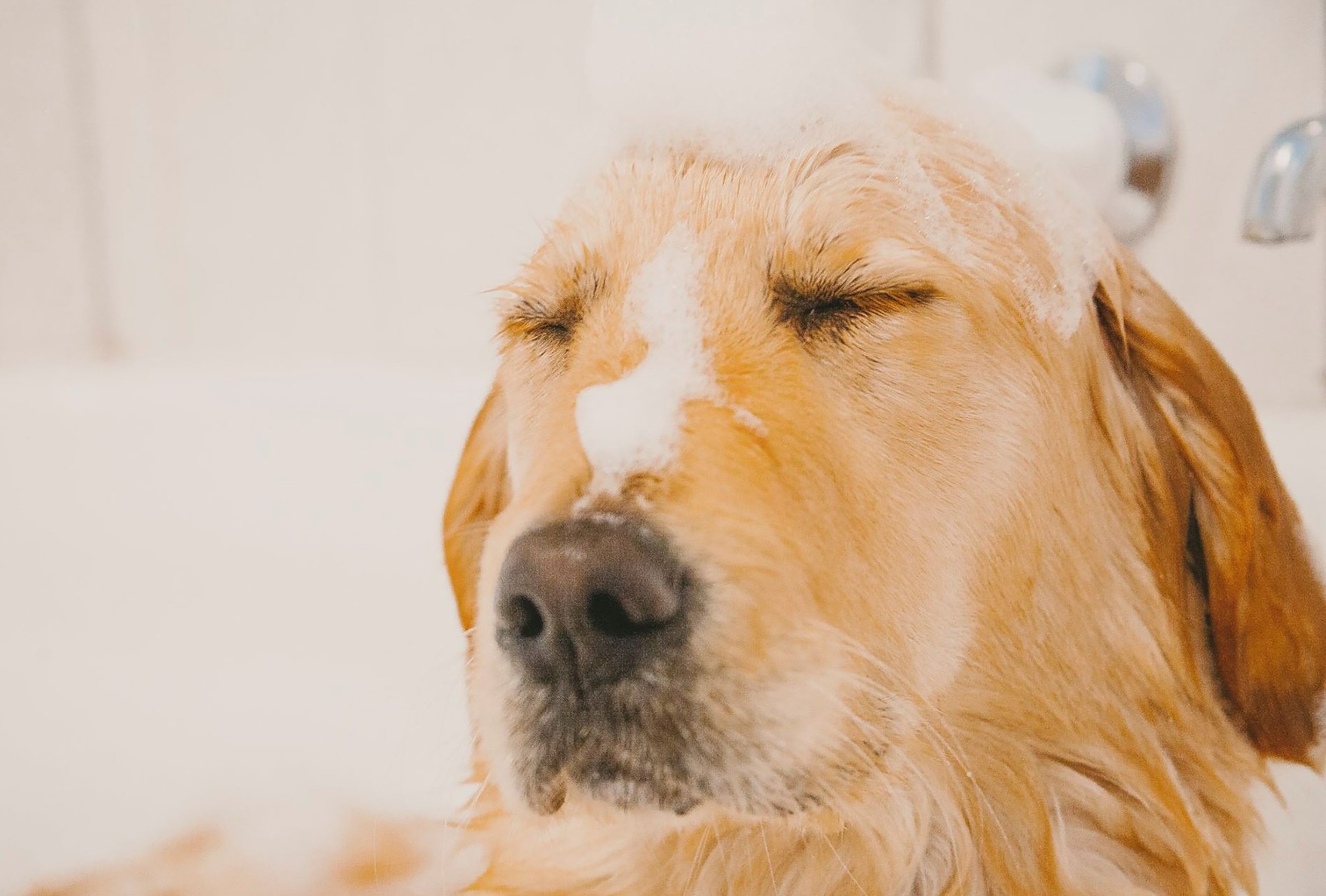 8 Signs Your Dog Needs a Bath – How To Tell When Your Dog Needs To Be ...